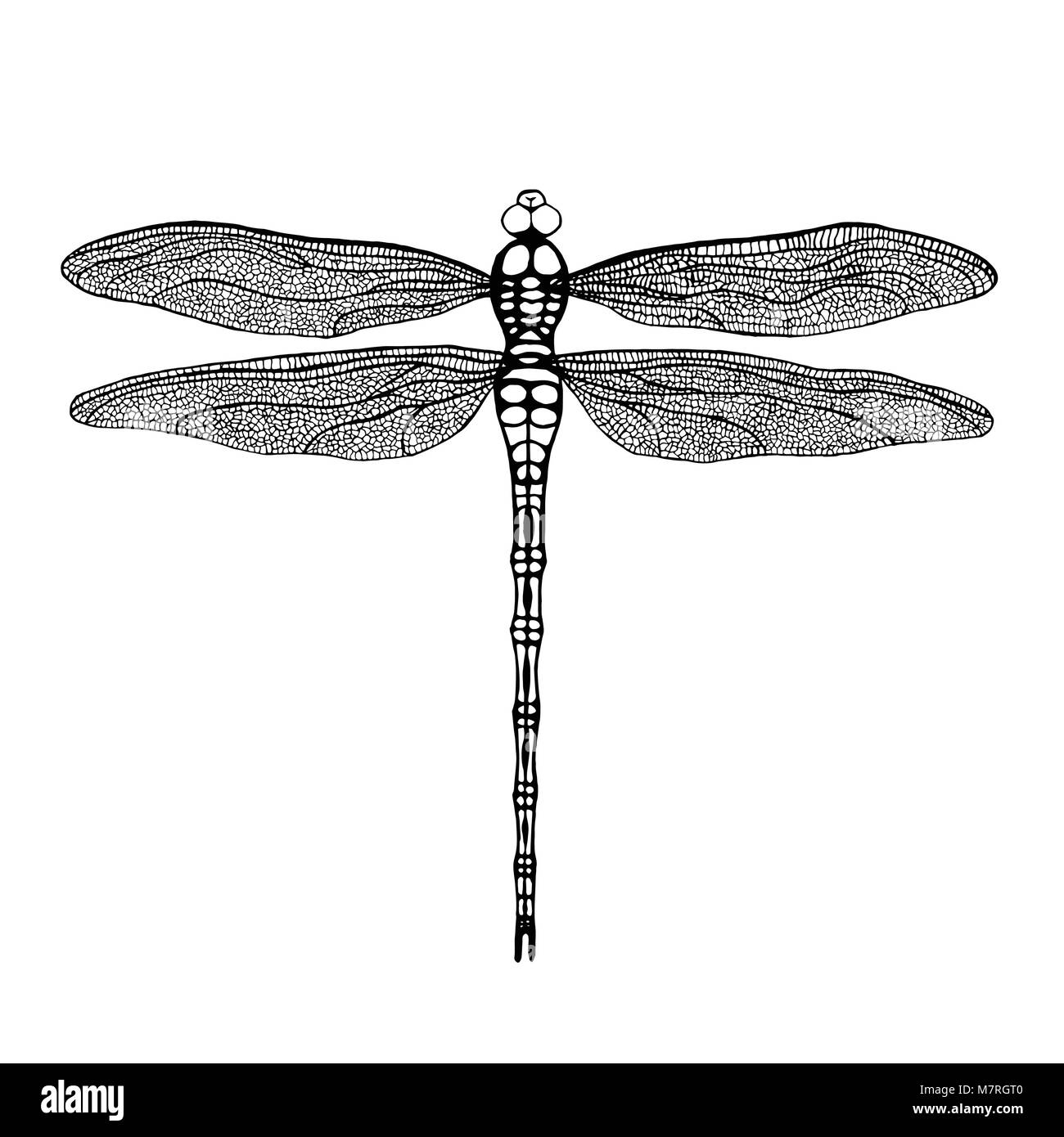 Damselfly Drawing