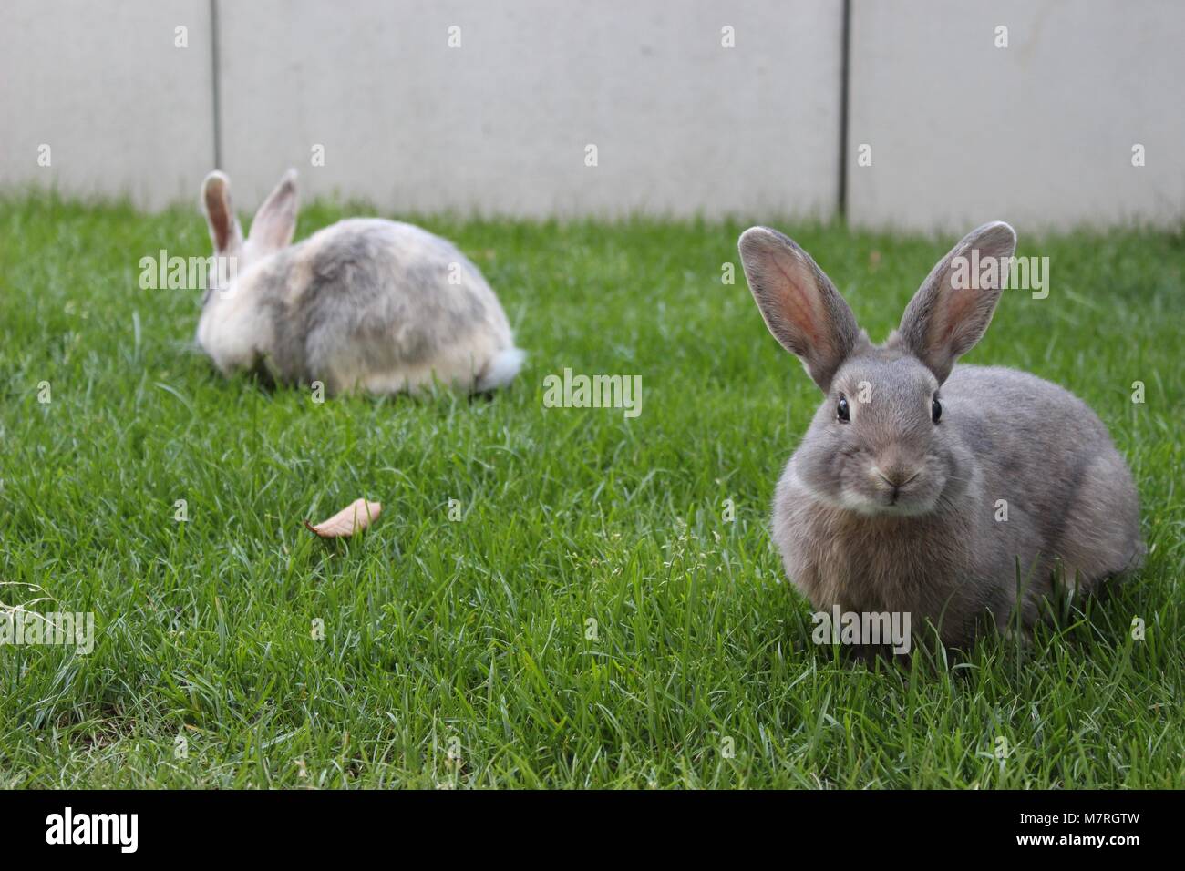 Two baby rabbits field hi-res stock photography and images - Alamy
