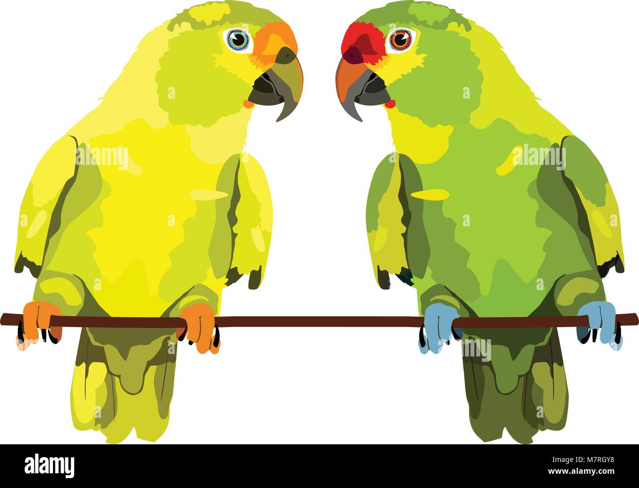 Vector illustration of two parrots on white background. Vector budgie ...