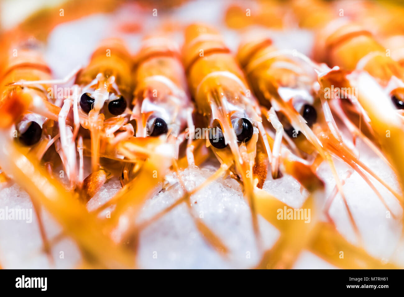 Shiny big eyes hi-res stock photography and images - Alamy