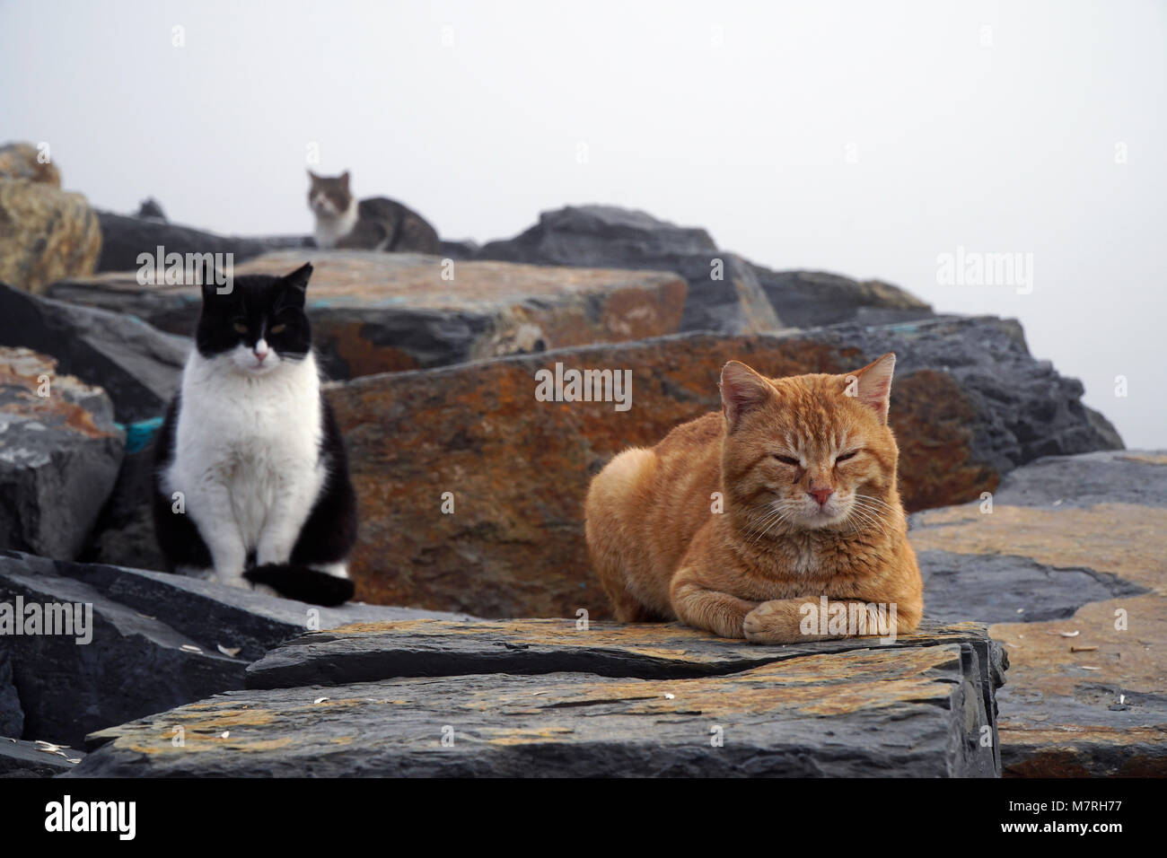 Lazy cats are resting in a foggy day on the rocks Stock Photo - Alamy