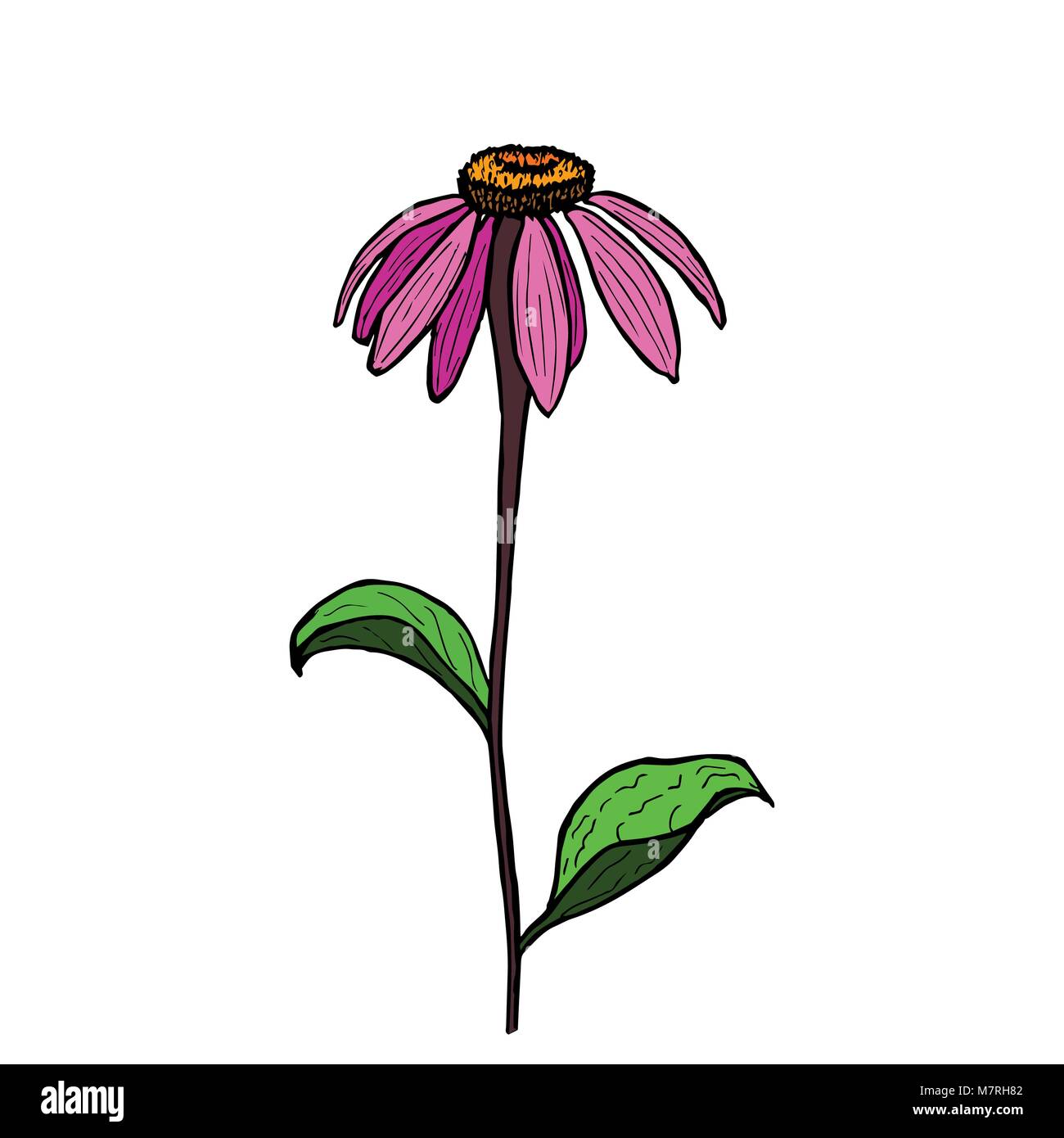 Vector illustration flower Echinacea. Color hand drawing Echinacea ...