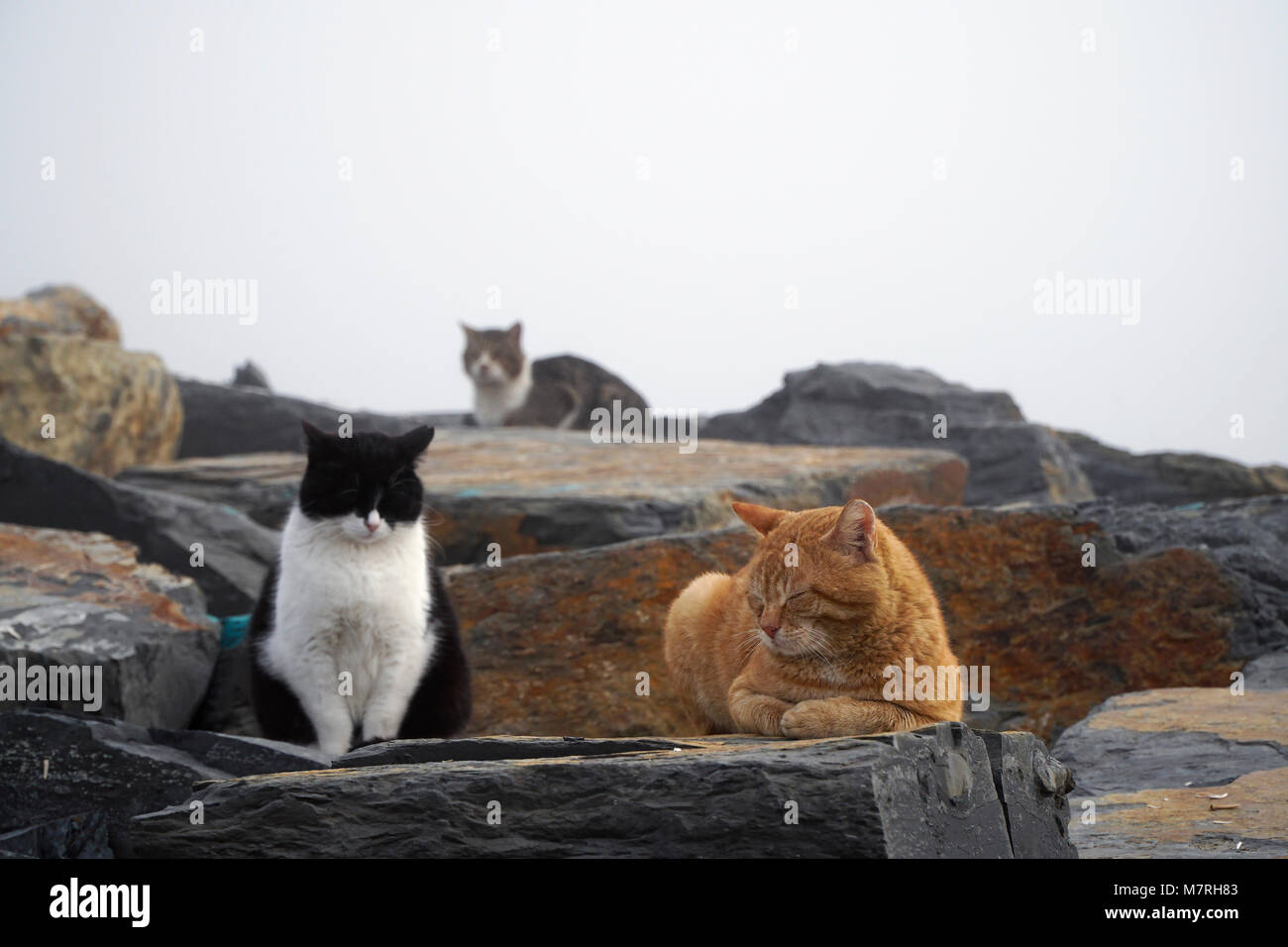Lazy cats are resting in a foggy day on the rocks Stock Photo - Alamy