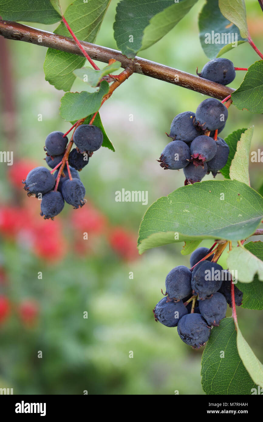 Raceme ripe berries wild shadberry on a branch. July Stock Photo - Alamy