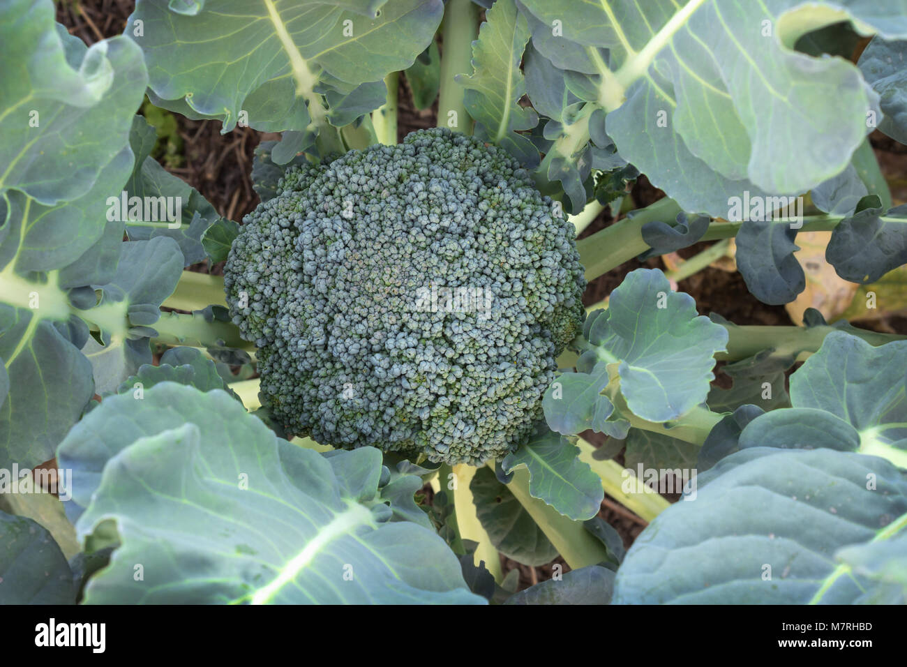 Cabbage broccoli in the garden. July Stock Photo - Alamy