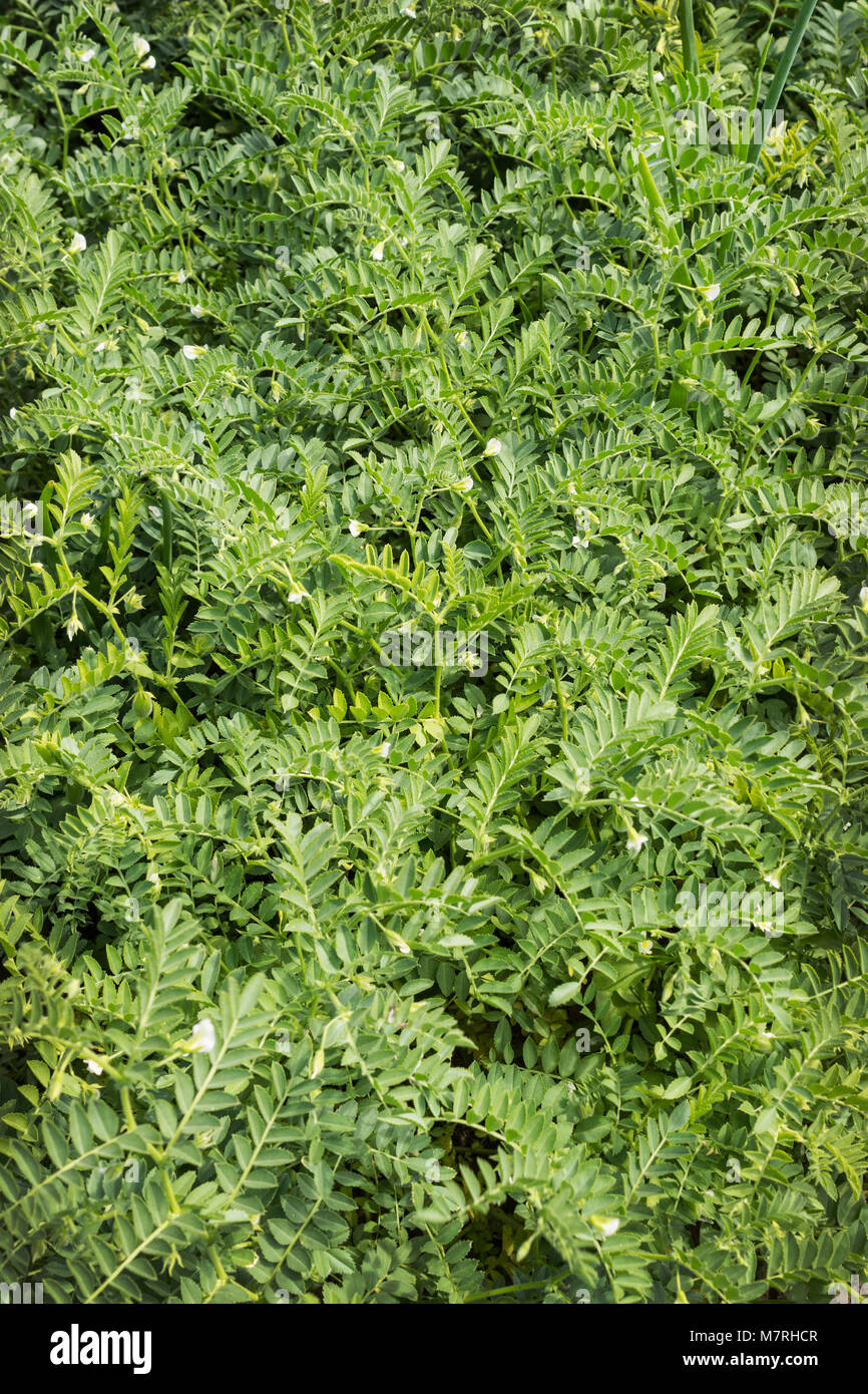 Green plants chickpea grow vegetable plot in July Stock Photo - Alamy