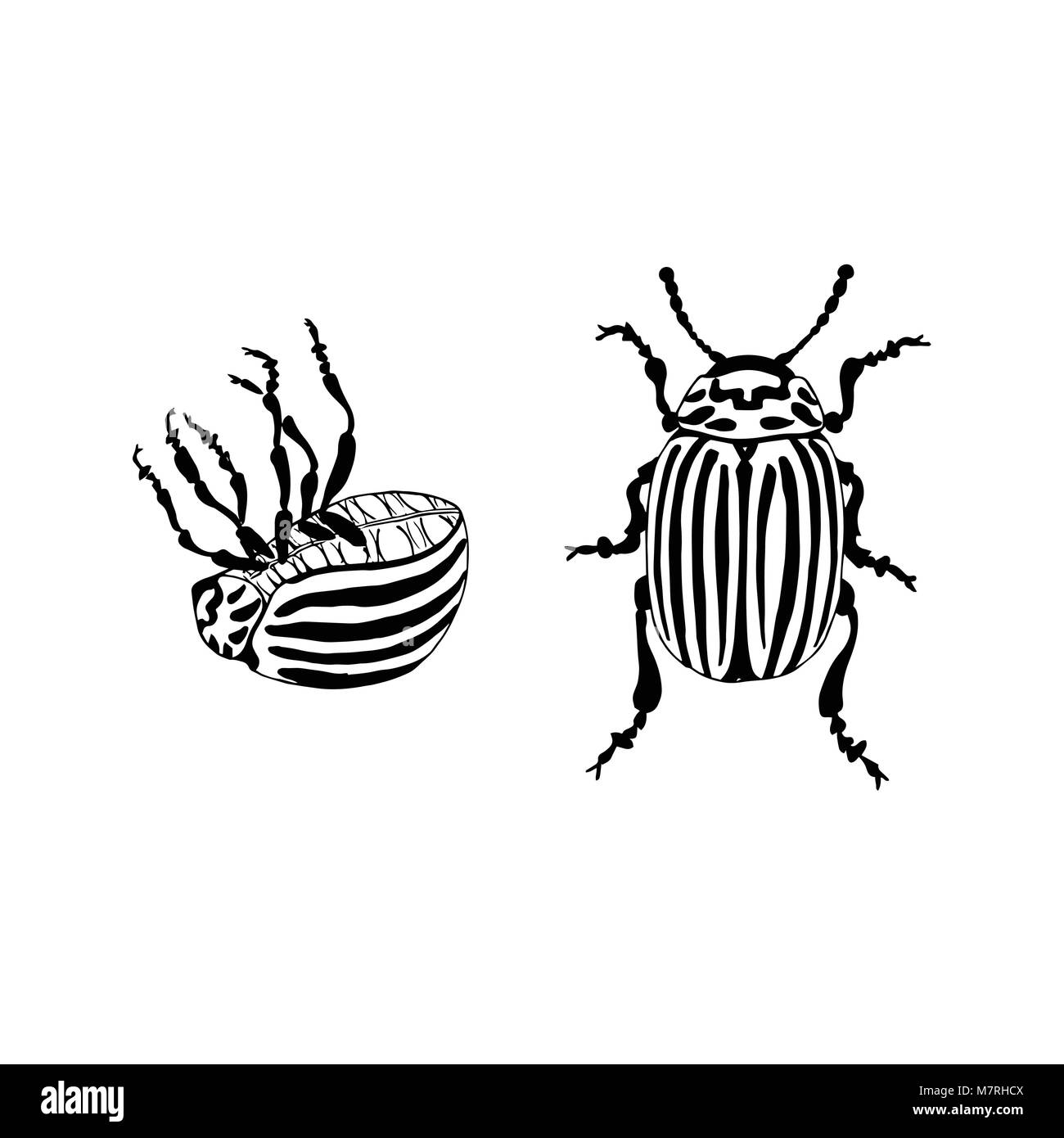 Vector Potato bug (leptinotarsa decemlineata). Hand drawn Colorado ...