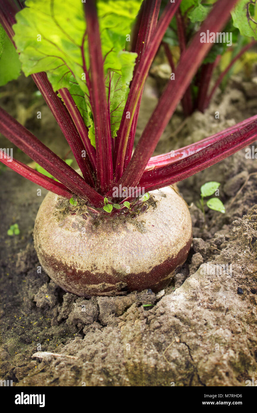 Big red beet matures on a bed in garden Stock Photo - Alamy