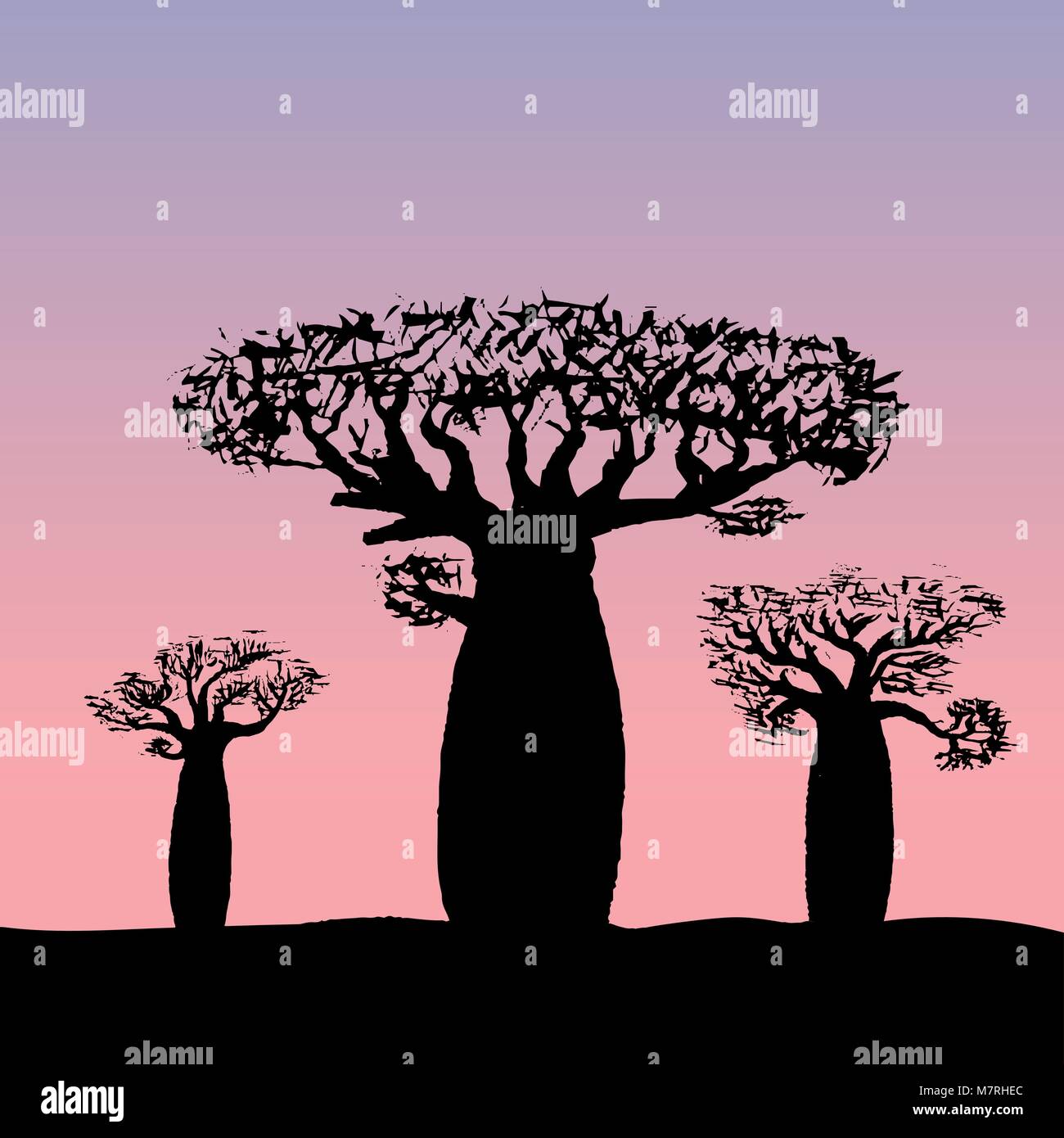 vector illustration three baobabs at sunset or sunrise Stock Vector ...