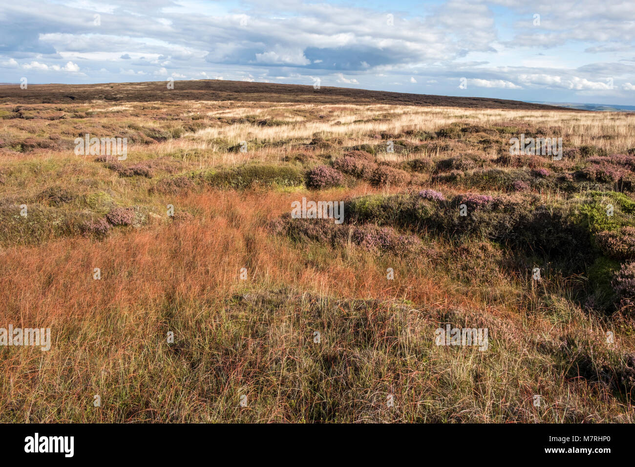 Moorland grasses hi-res stock photography and images - Alamy