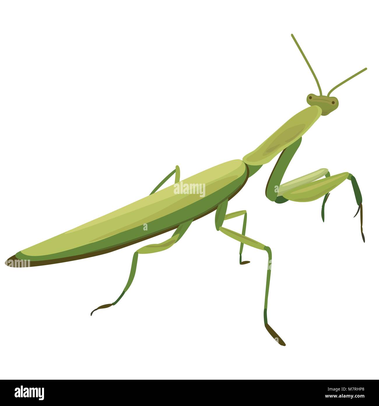 illustration of Mantis on a white background Stock Vector Image & Art ...