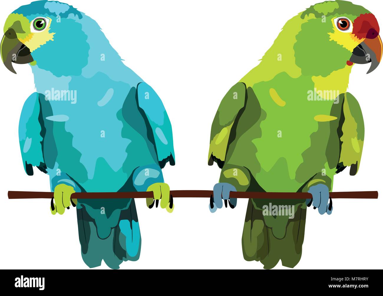 illustration of two parrots on white background Stock Vector Image ...