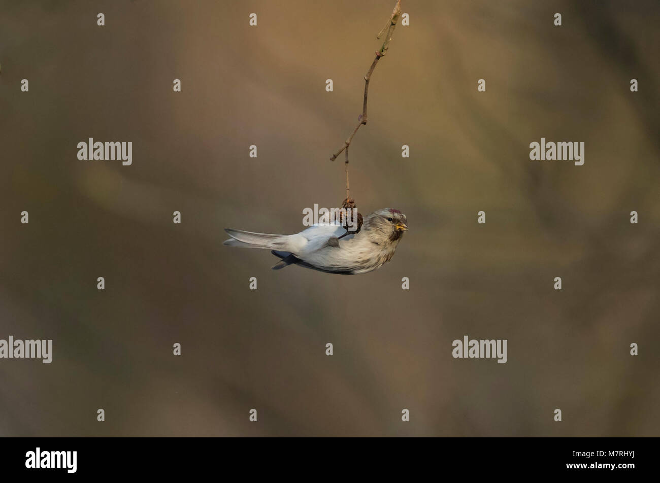 Acanthis flammea flammea hi-res stock photography and images - Alamy