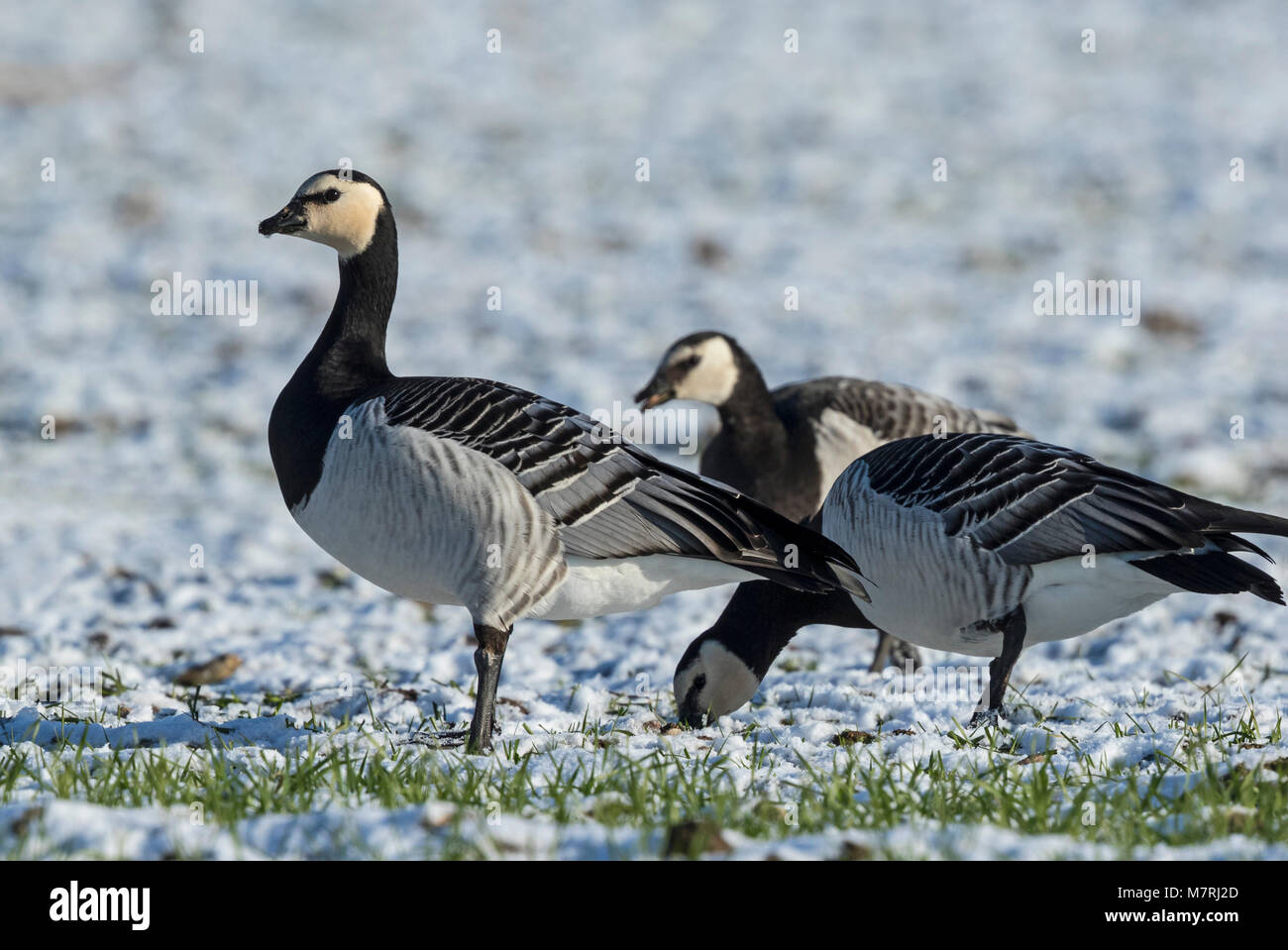 Barnacle Goose (Branta leucopsis) foraging in winter wheat with snow ...