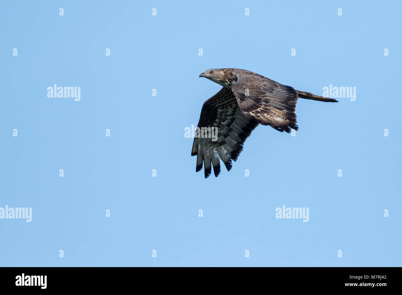 Adult male flying hi-res stock photography and images - Alamy