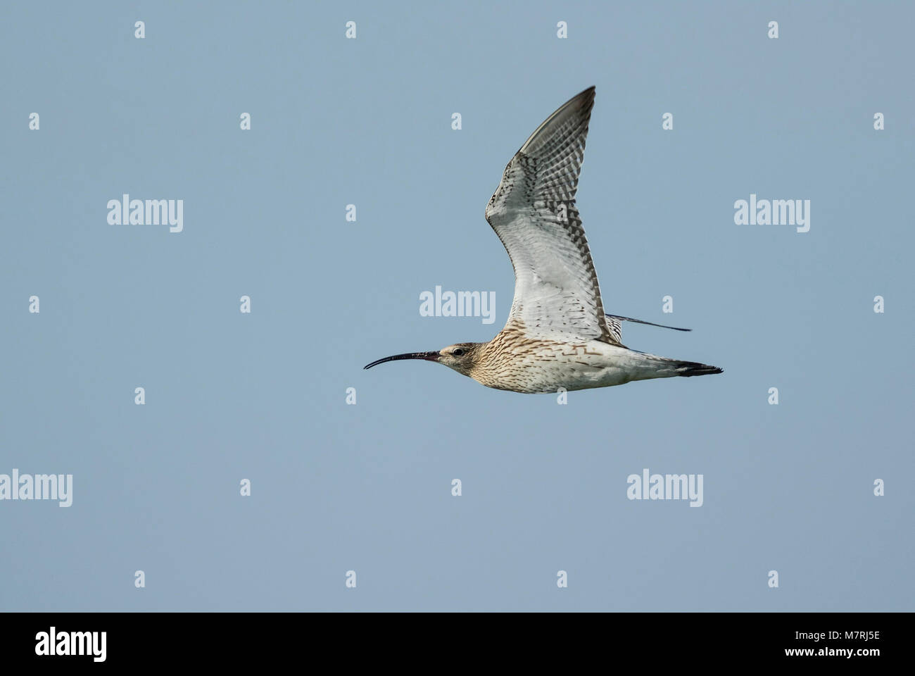 Flying curlew hi-res stock photography and images - Alamy