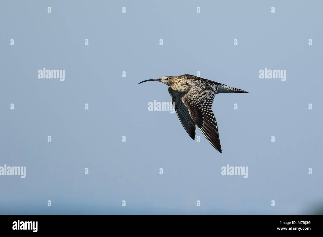 Curlew flying hi-res stock photography and images - Alamy