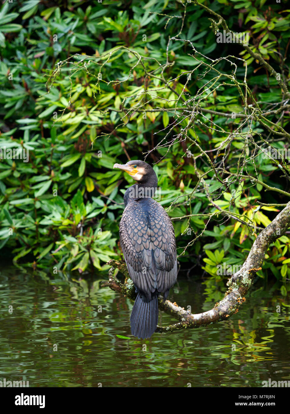 Cormorant in its natural habitat Stock Photo - Alamy