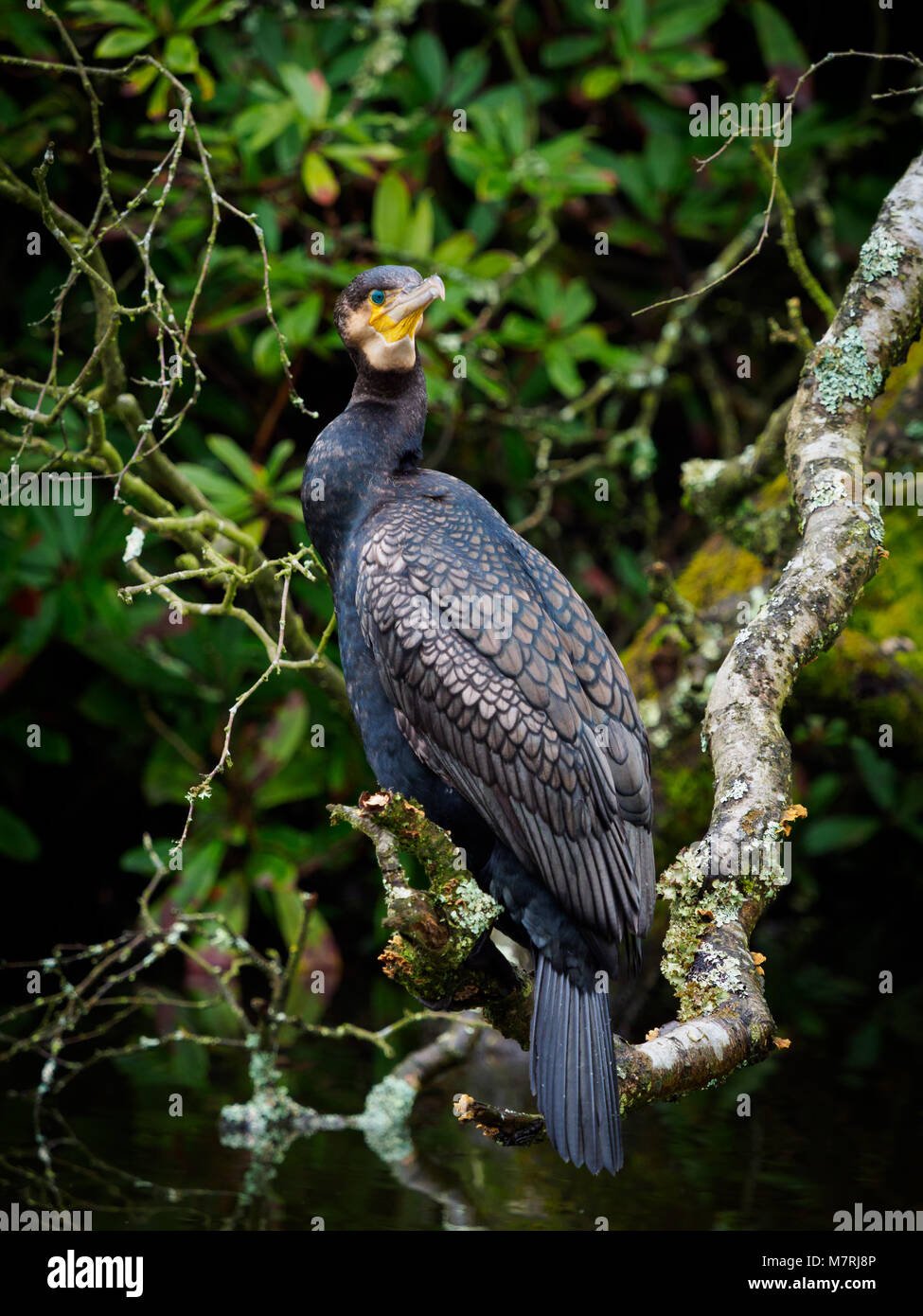 Cormorant in its natural habitat Stock Photo - Alamy