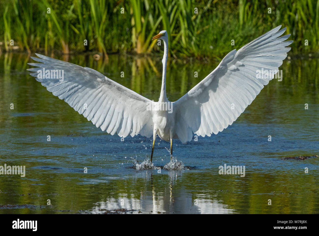 Ardea alba lake hi-res stock photography and images - Alamy