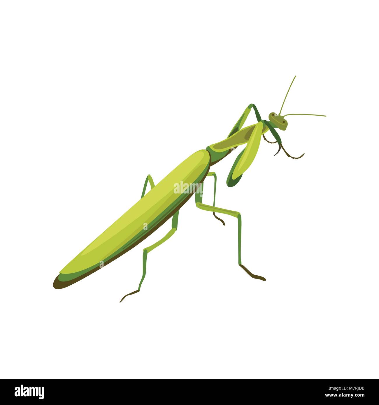 vector illustration of mantis. flat style Stock Vector Image & Art - Alamy