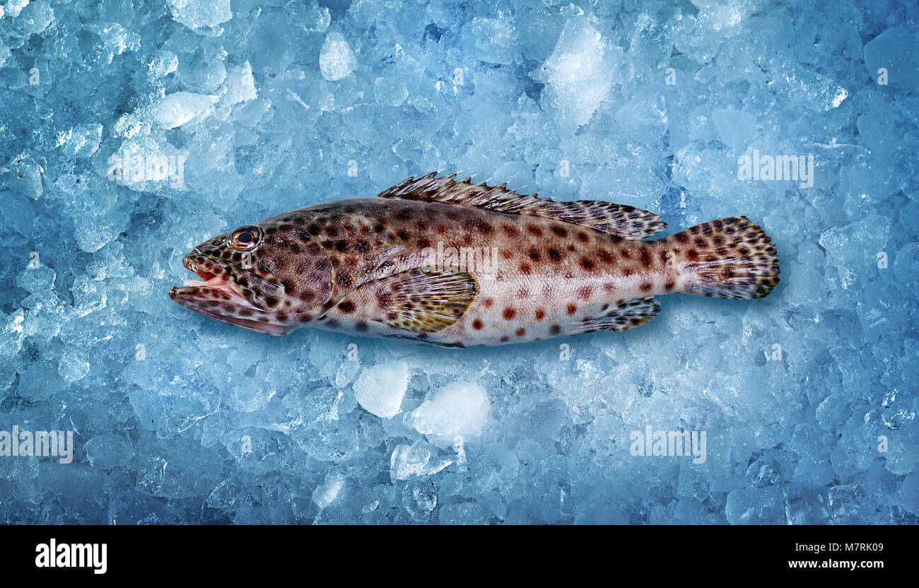 Spotted tilapia hi-res stock photography and images - Alamy