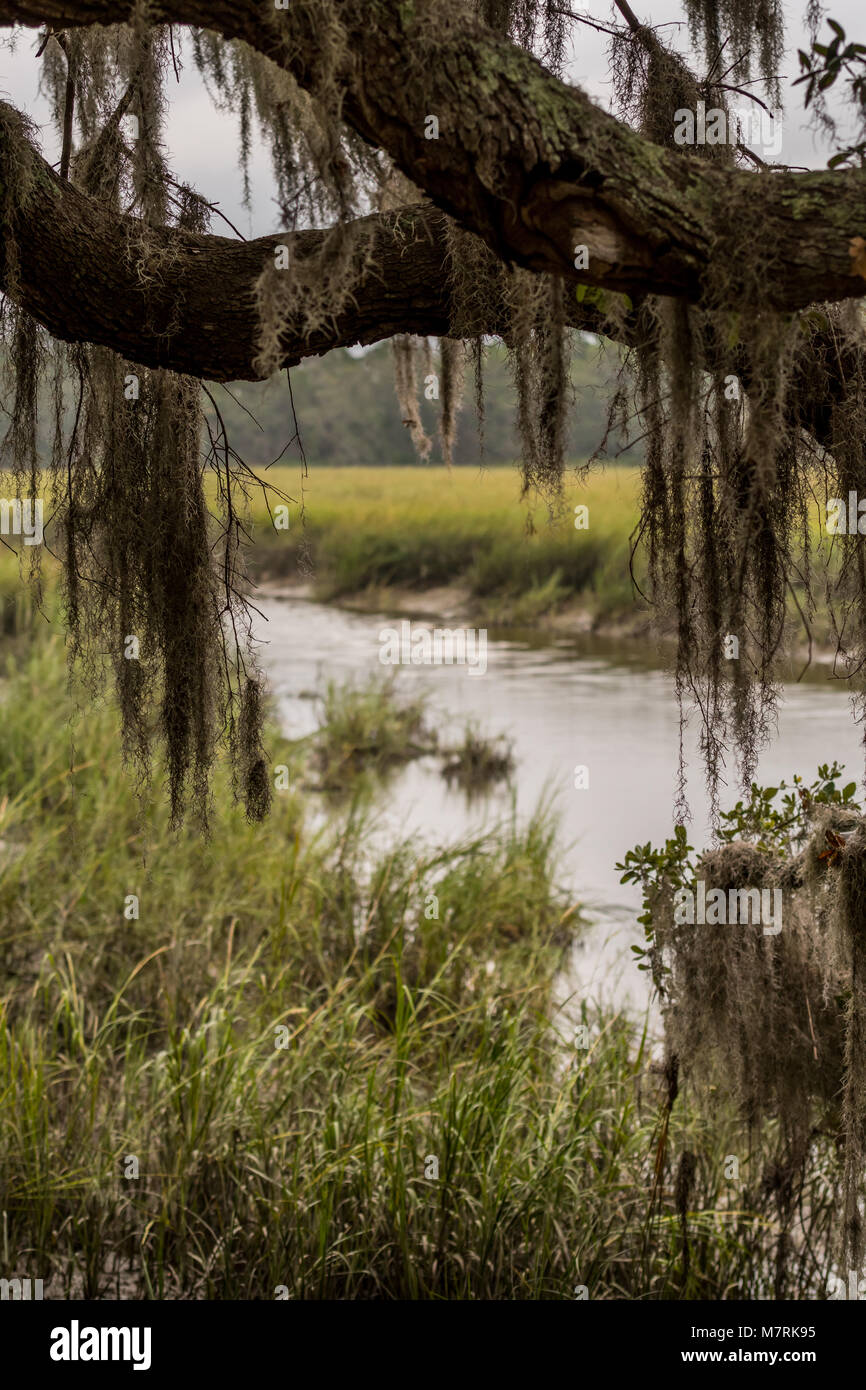 Southern Marsh Through Spanish Moss along river bed Stock Photo - Alamy