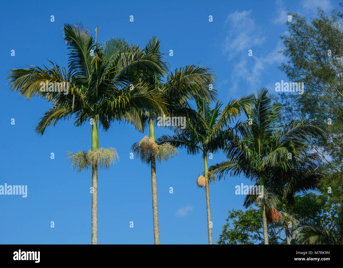 Green Areca Catechu trees (betel palm) at sunny day in nature garden ...