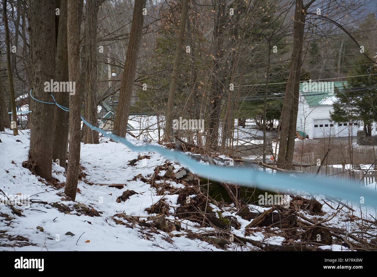 Maple Sap collection lines in rural Upstate New York for Maple Syrup ...
