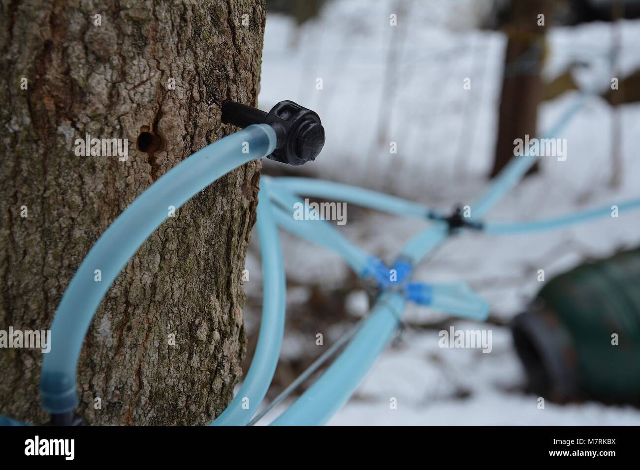 Maple Sap collection lines in rural Upstate New York for Maple Syrup ...