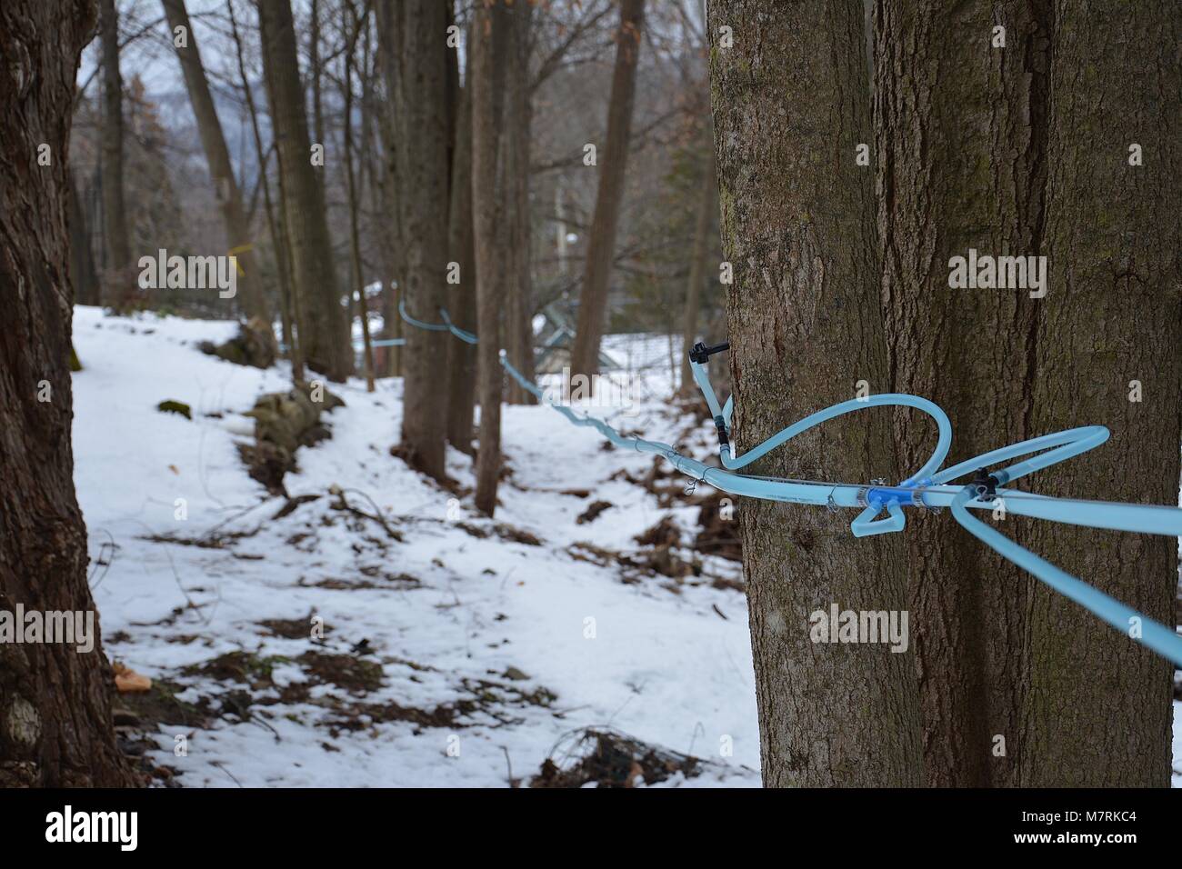Maple Sap collection lines in rural Upstate New York for Maple Syrup ...