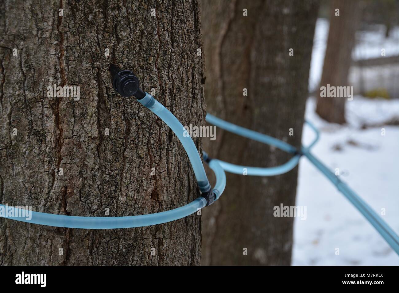 Maple Sap collection lines in rural Upstate New York for Maple Syrup ...