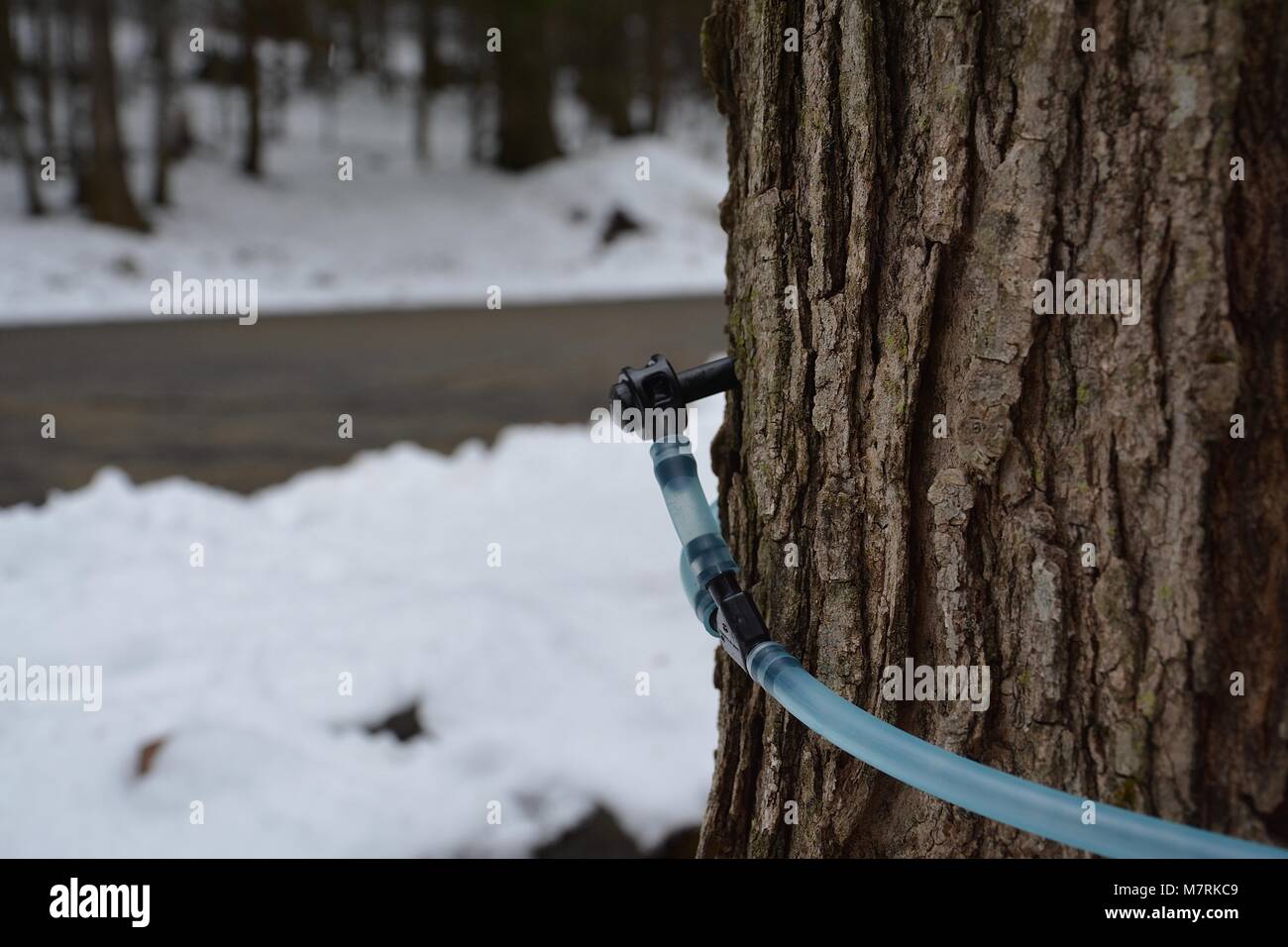 Maple Sap collection lines in rural Upstate New York for Maple Syrup ...