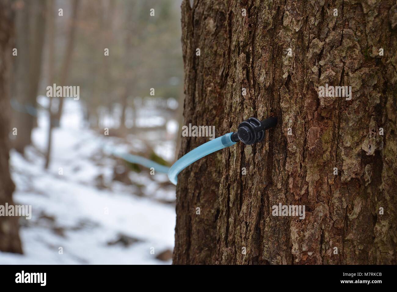 Maple Sap collection lines in rural Upstate New York for Maple Syrup ...