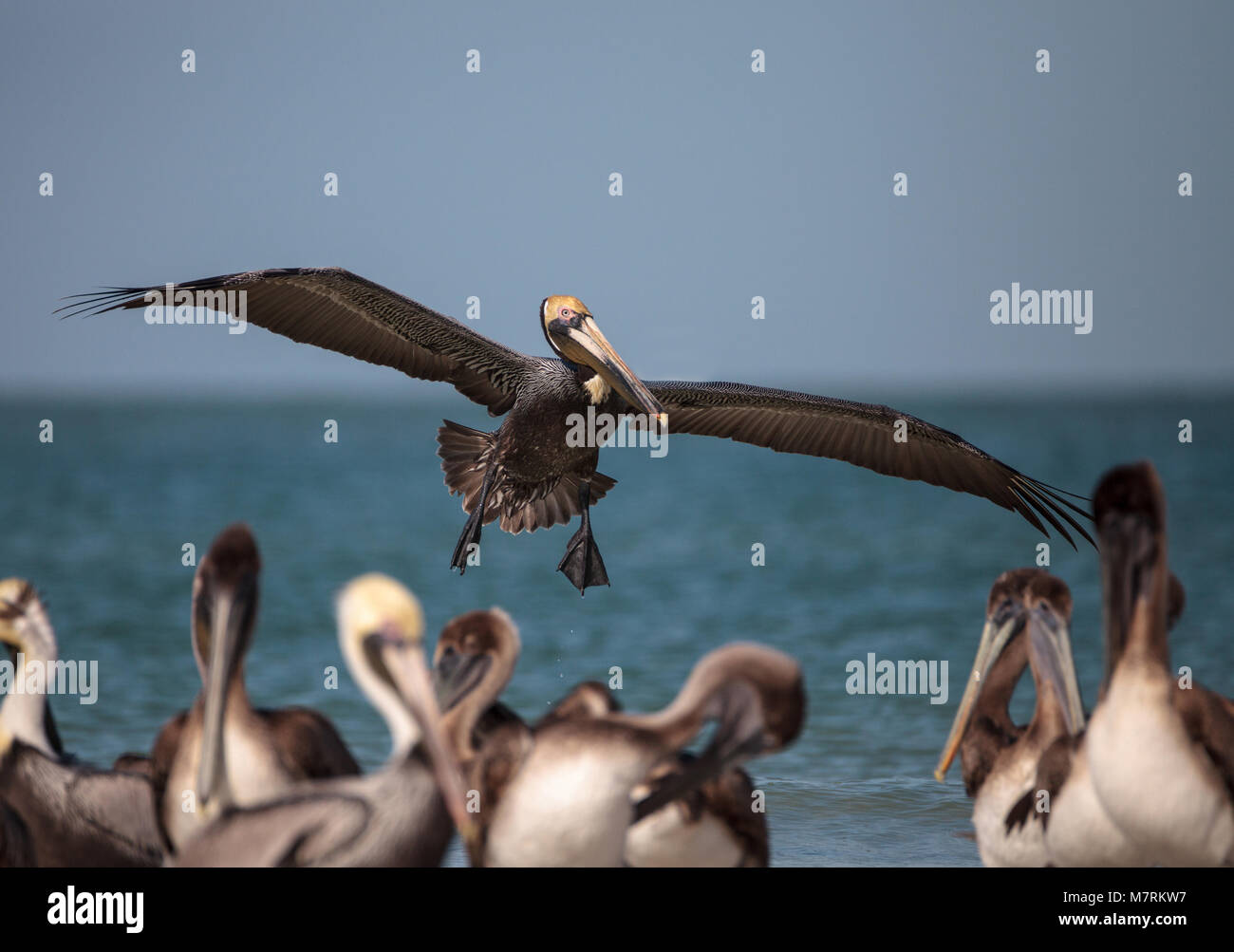 Brown pelican bird Pelecanus occidentalis swimming and flying around ...