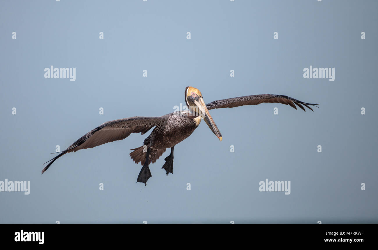 Brown pelican bird Pelecanus occidentalis swimming and flying around ...