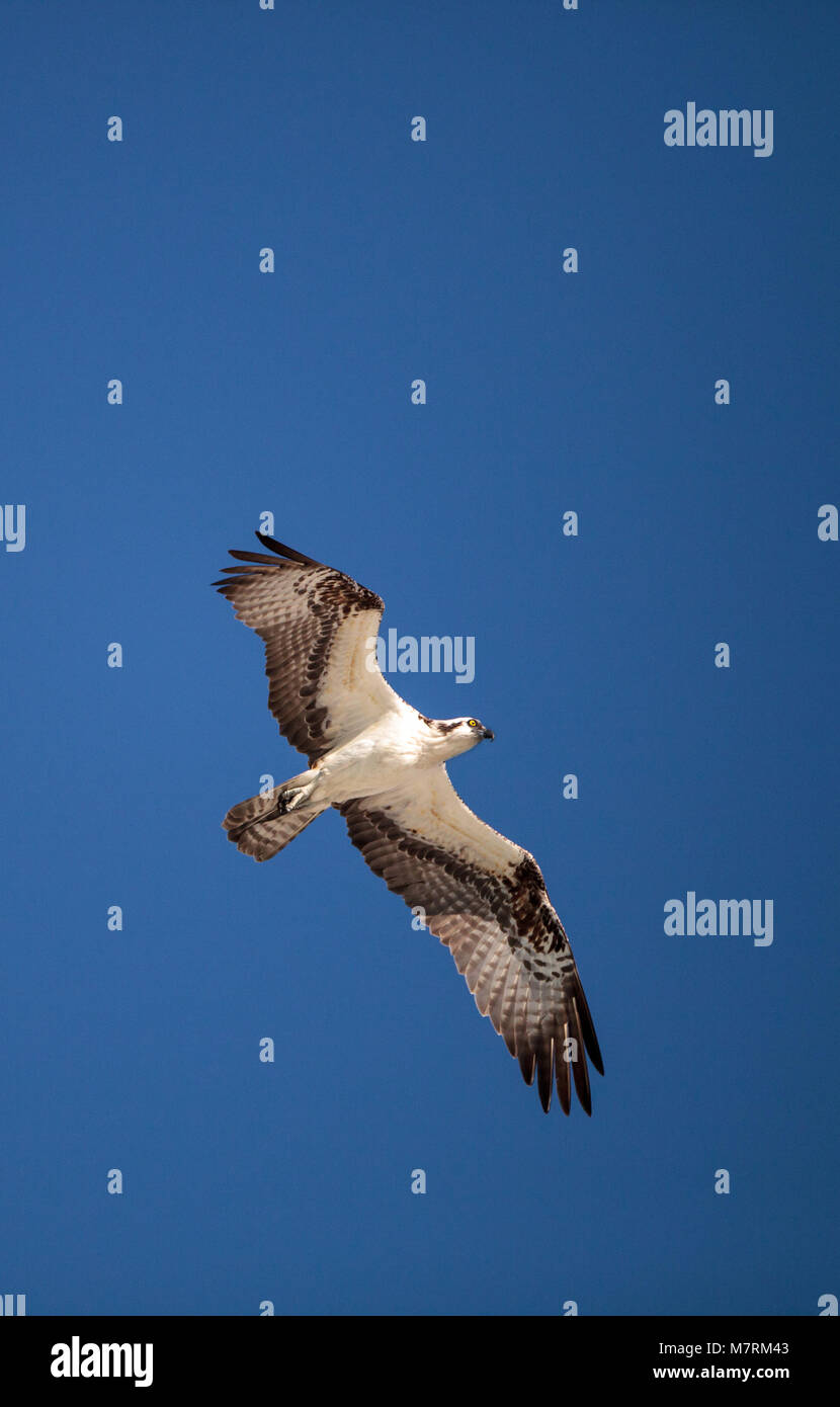 Osprey bird of prey Pandion haliaetus flying across a blue sky over ...