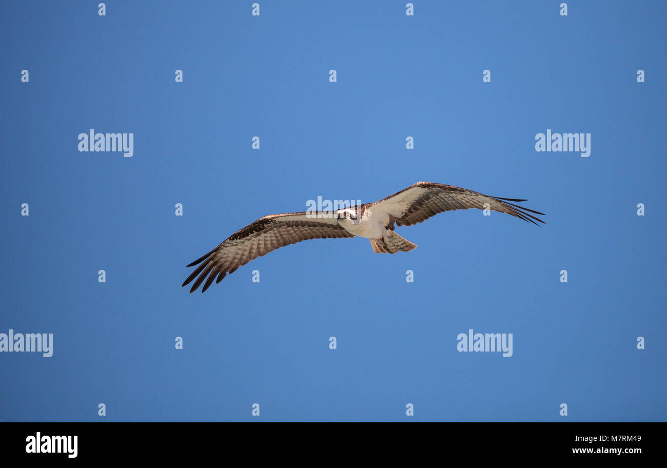Osprey bird of prey Pandion haliaetus flying across a blue sky over ...