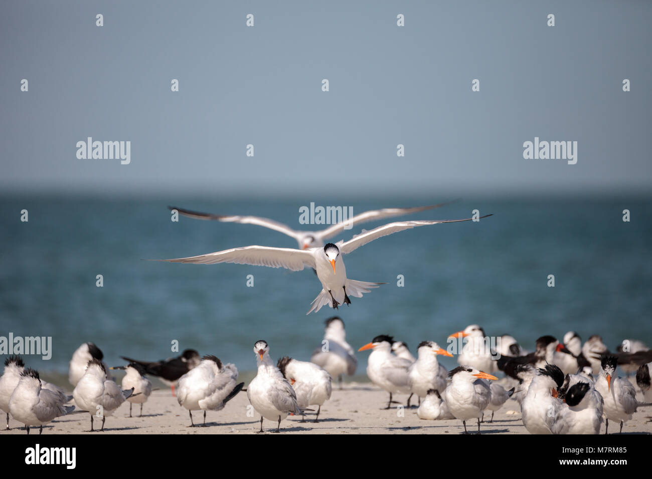 Royal tern Thalasseus maximus shorebird among a large flock of terns ...