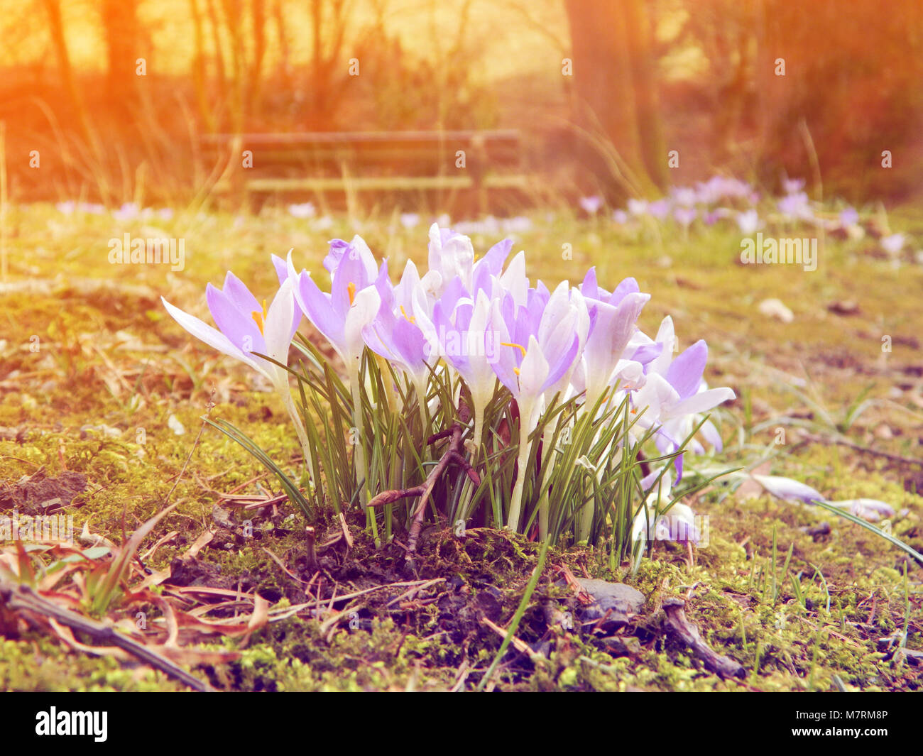 Colorful crocus in march Stock Photo - Alamy