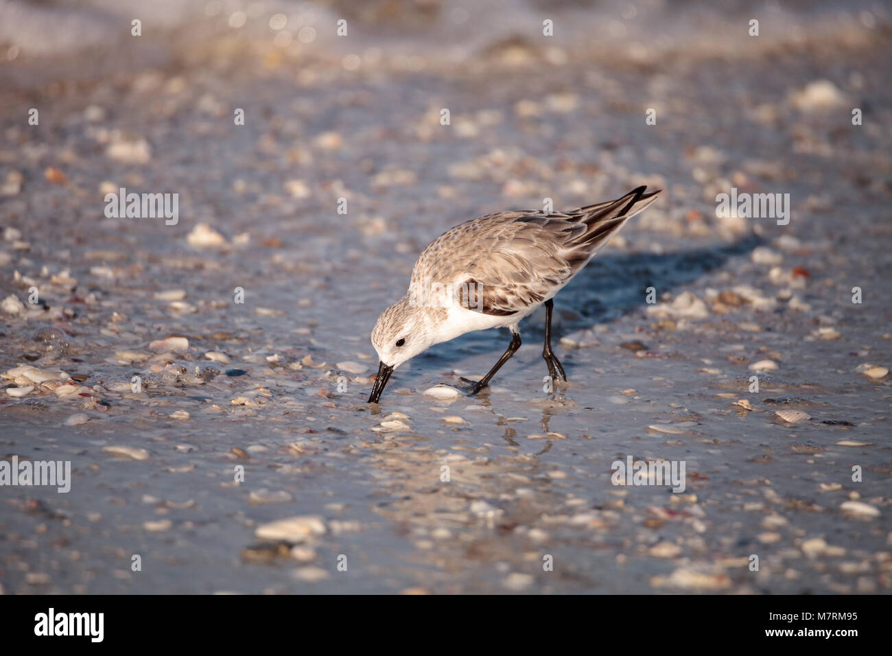 Sanderling shorebird Calidris alba along the shore of Clam Pass in ...