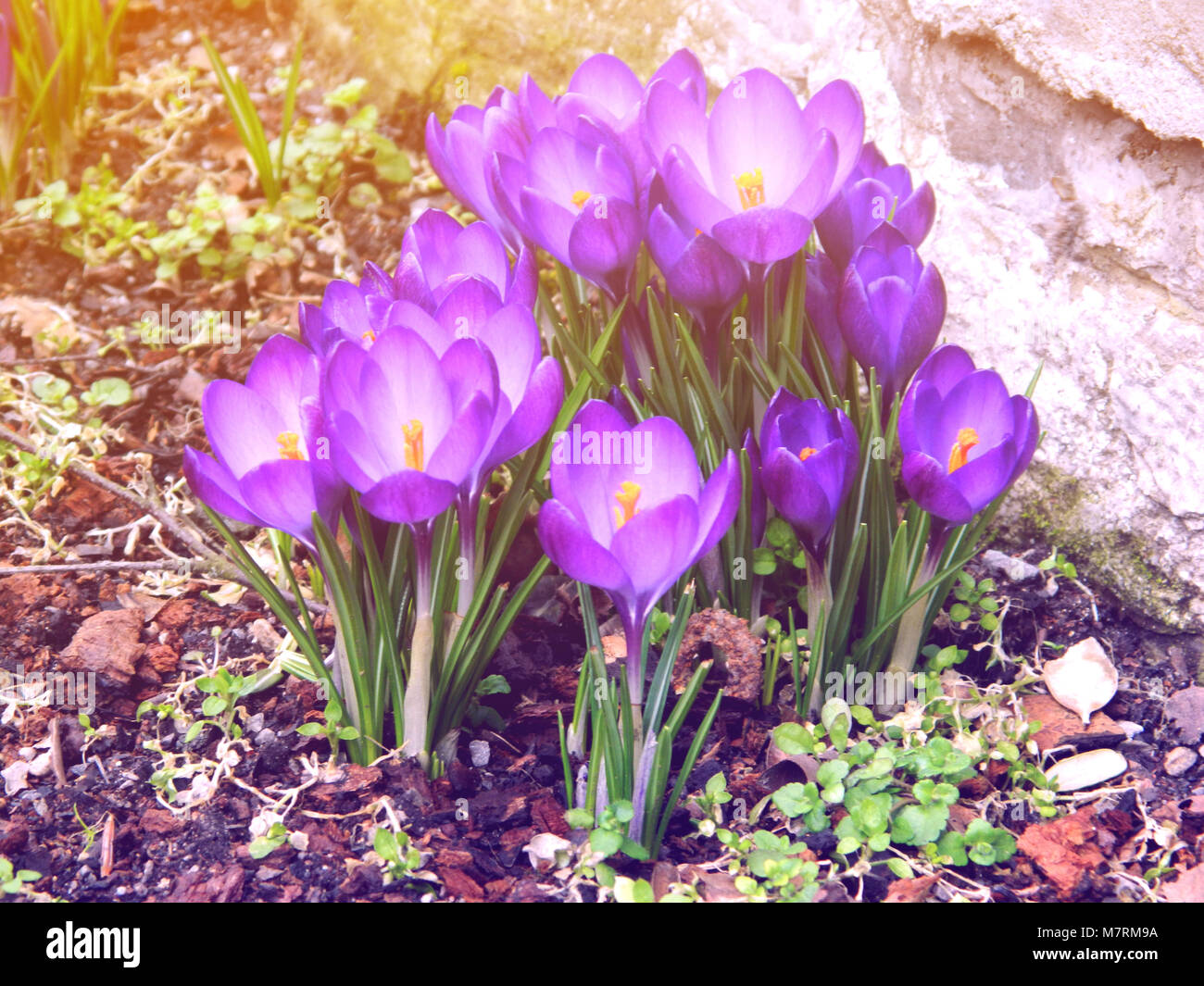 March color hi-res stock photography and images - Alamy