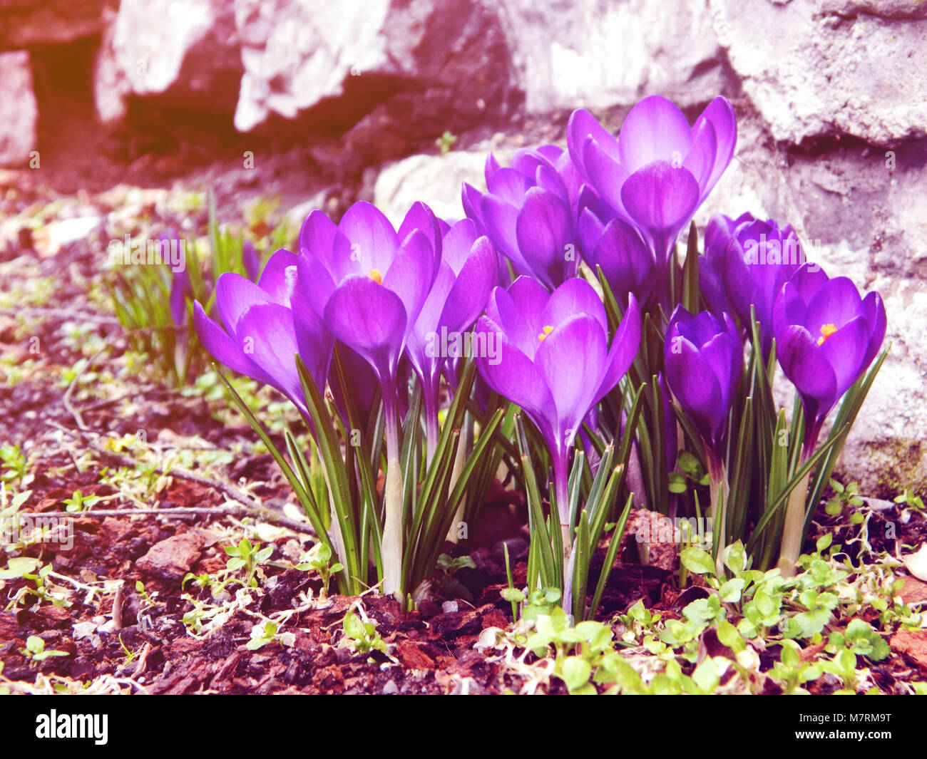 March color hi-res stock photography and images - Alamy