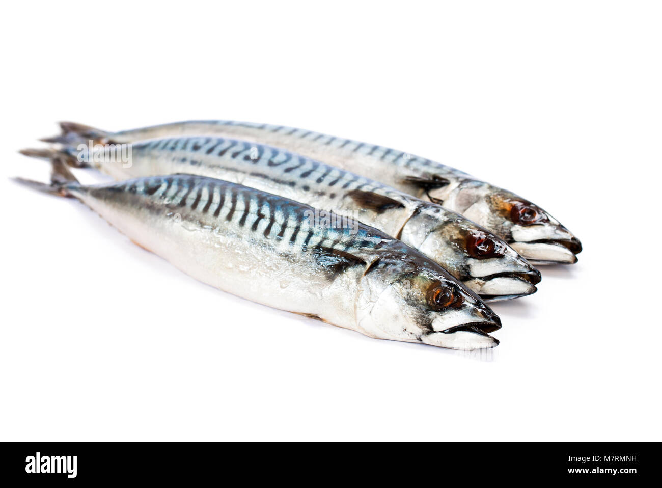 Fresh whole mackerel fish isolated on white background Stock Photo - Alamy