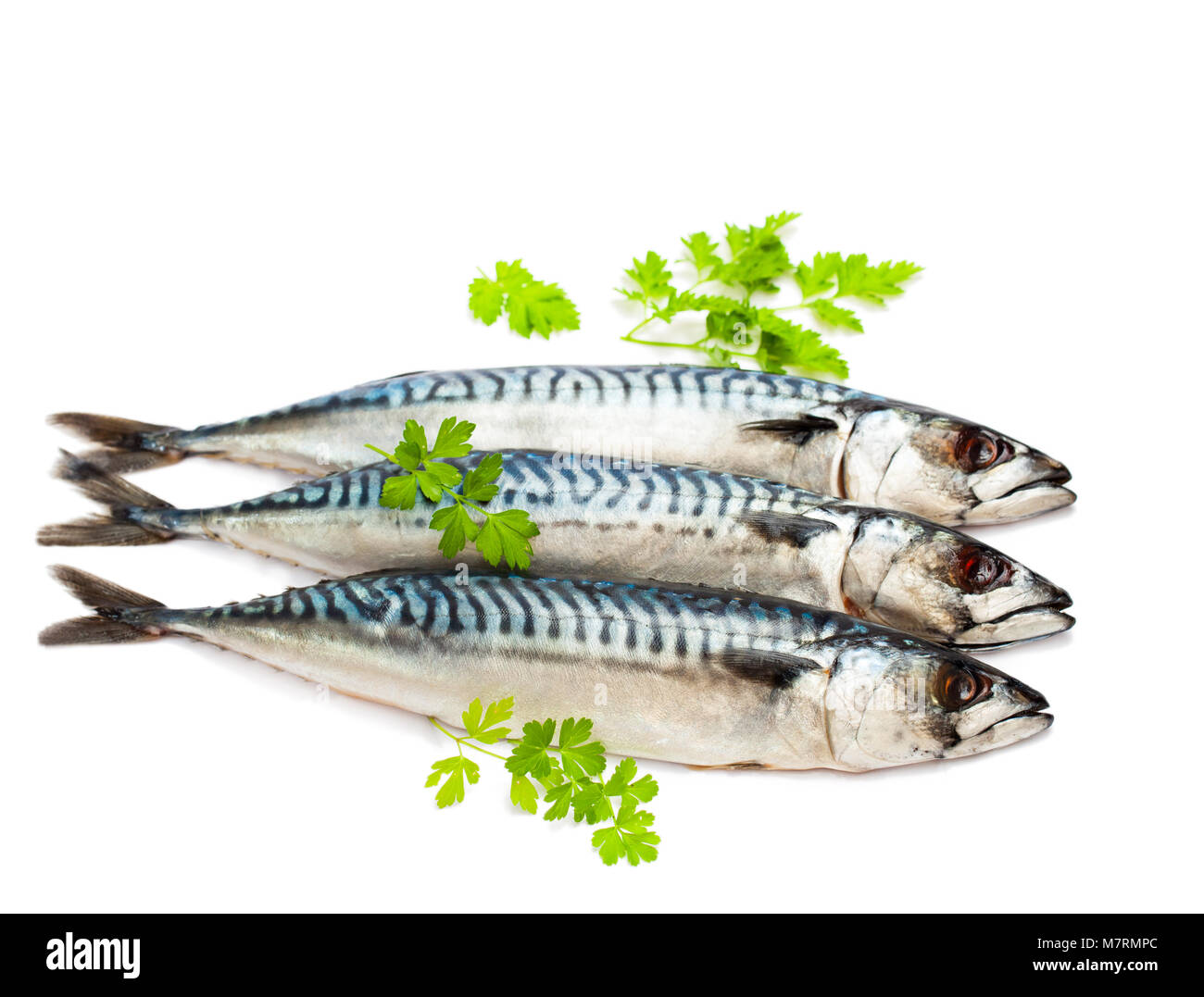 Fresh whole mackerel fish isolated on white background Stock Photo - Alamy