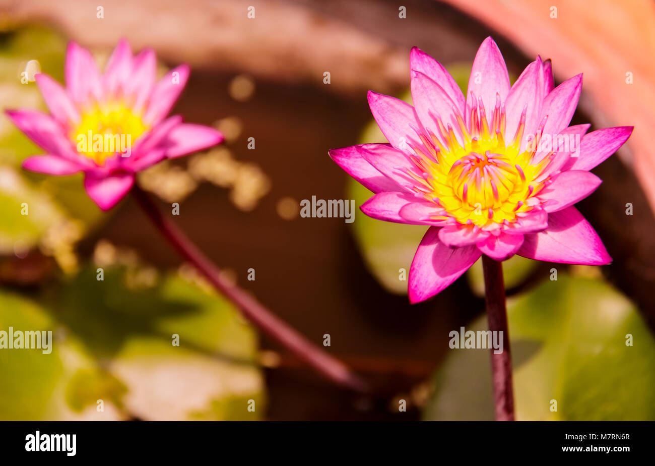 Pink lotus flowers growing upright Stock Photo - Alamy