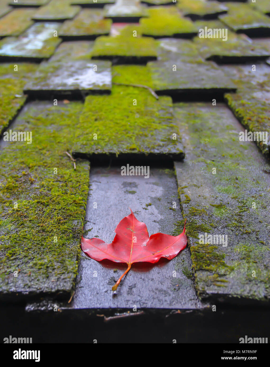 a red maple leaf on the wooden shingles roof coverd in moss Stock Photo ...