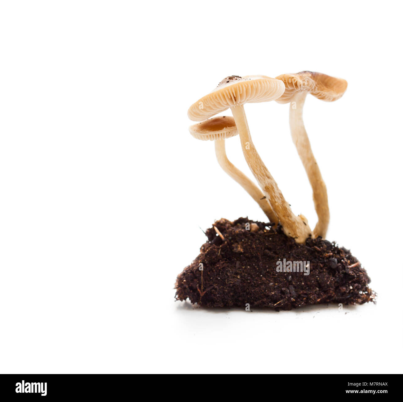 Group of toadstools isolated on white background Stock Photo - Alamy