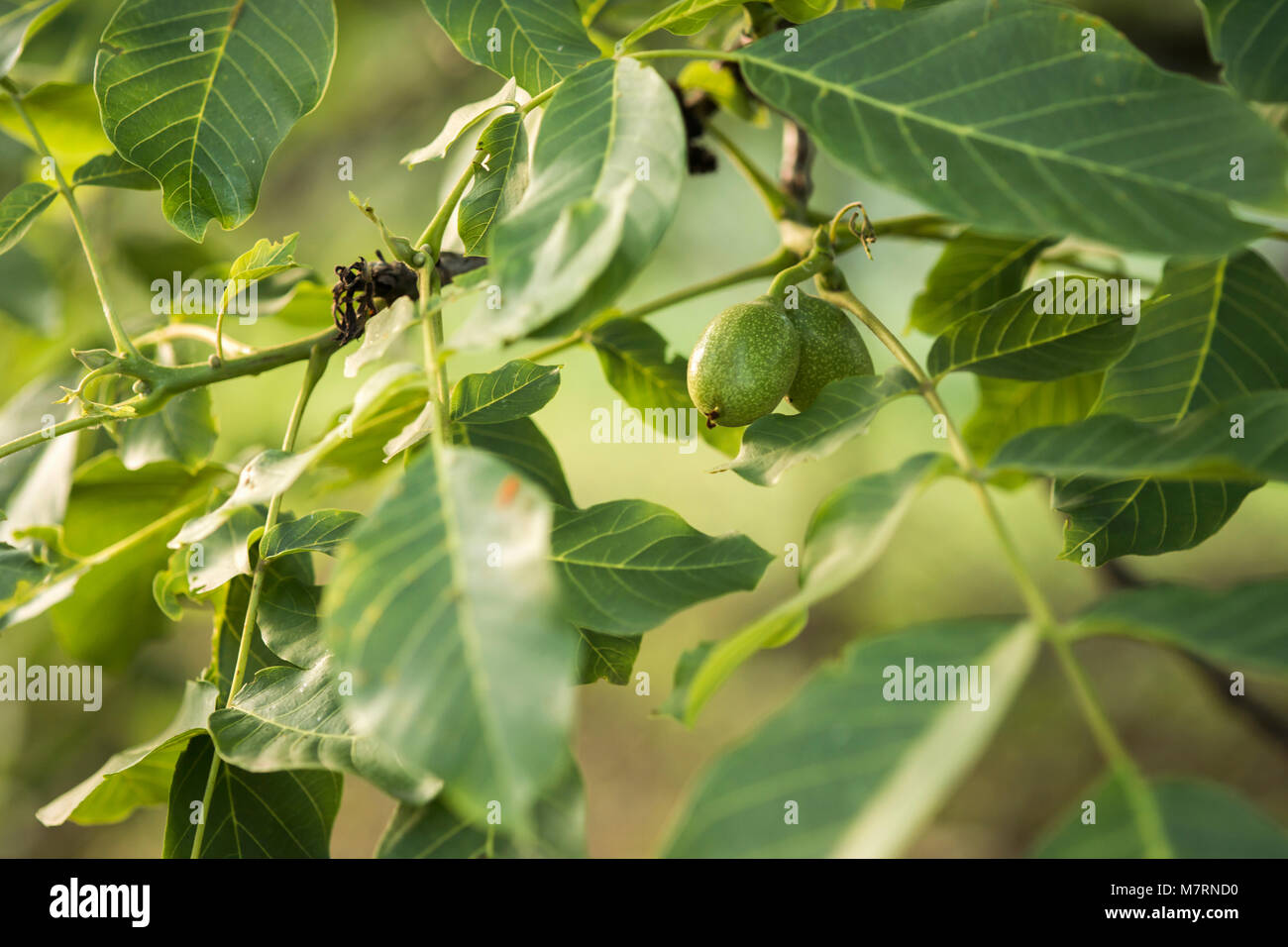 two walnuts ripening in tree branches by summer Stock Photo - Alamy