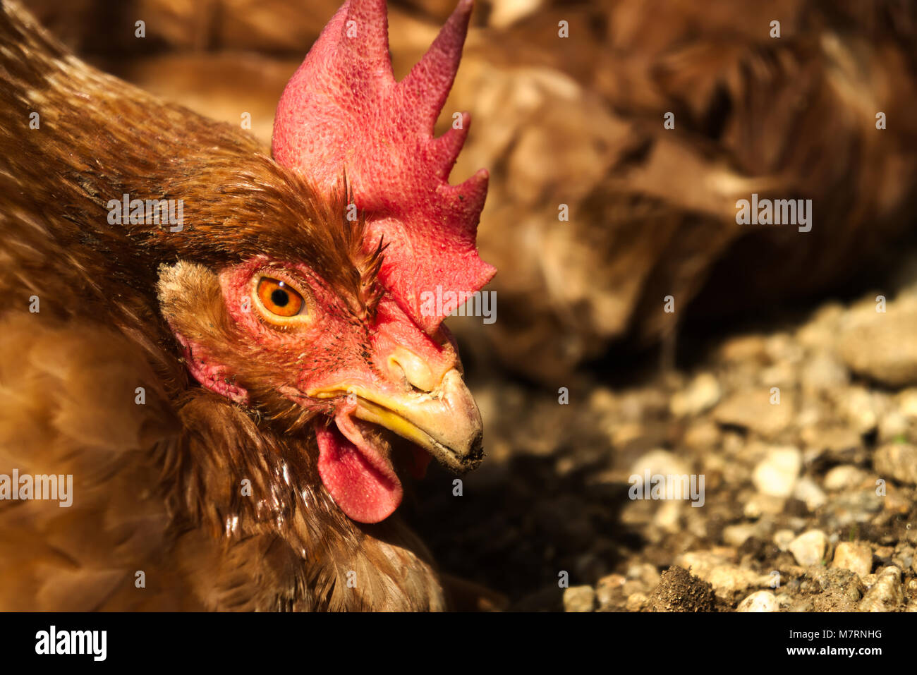 Free range egg farming hi-res stock photography and images - Alamy